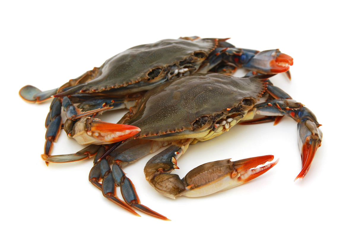 Soft Shell Blue Crabs – bluecrabranch