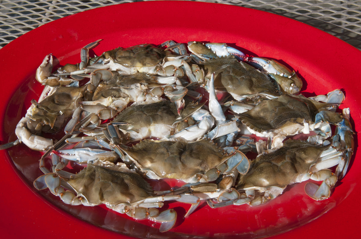 Soft Shell Blue Crabs – bluecrabranch